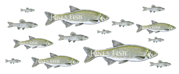 Supplemental Forage Fish Stocking | Jones Lake Management